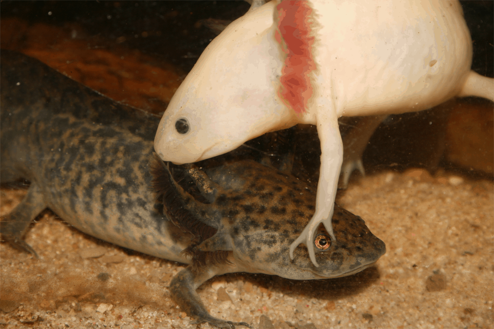 Cuidado del ajolote – Mundoajolote.com